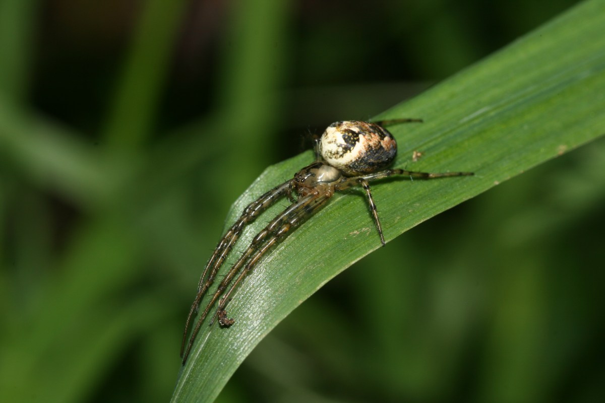 Spiders – The Lincolnshire Naturalists' Union