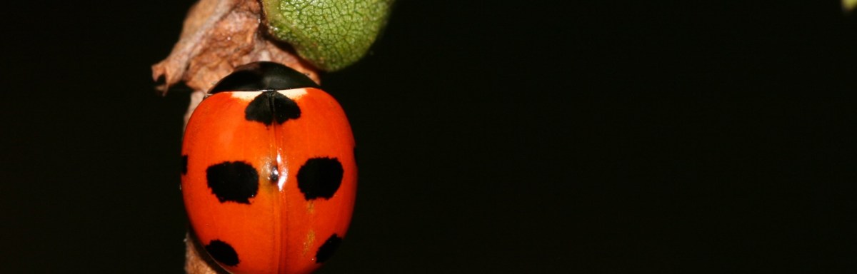 Atlas of Lincolnshire Beetles – The Lincolnshire Naturalists' Union